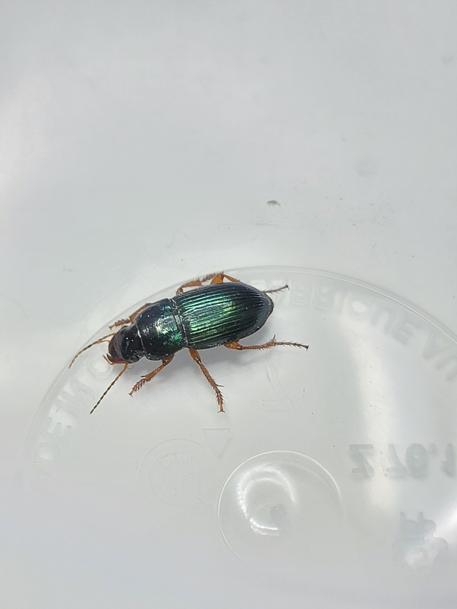 Harpalus rubripes (Duftschmid, 1812)