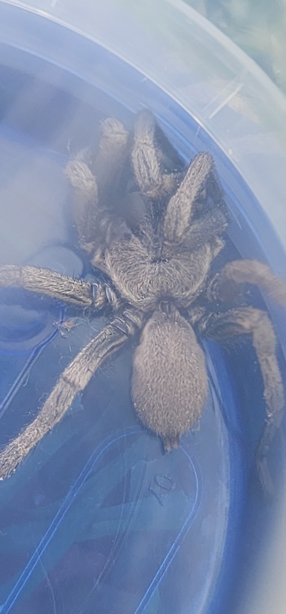 Calisoga longitarsis (Simon, 1891)