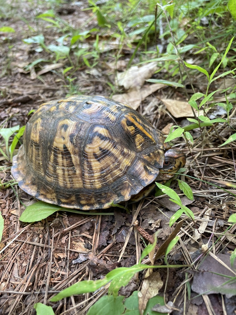 Common Box Turtle in May 2023 by nullman · iNaturalist