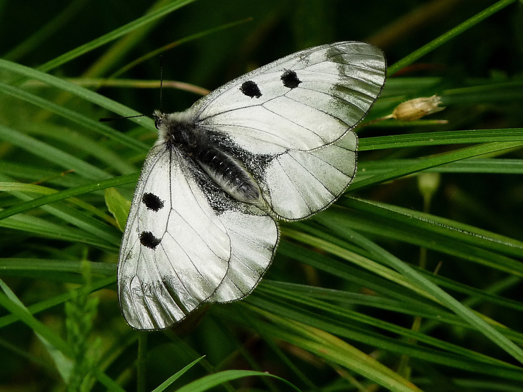 Clouded Apollo from Jennersdorf, Österreich on May 23, 2023 at 02:05 PM ...
