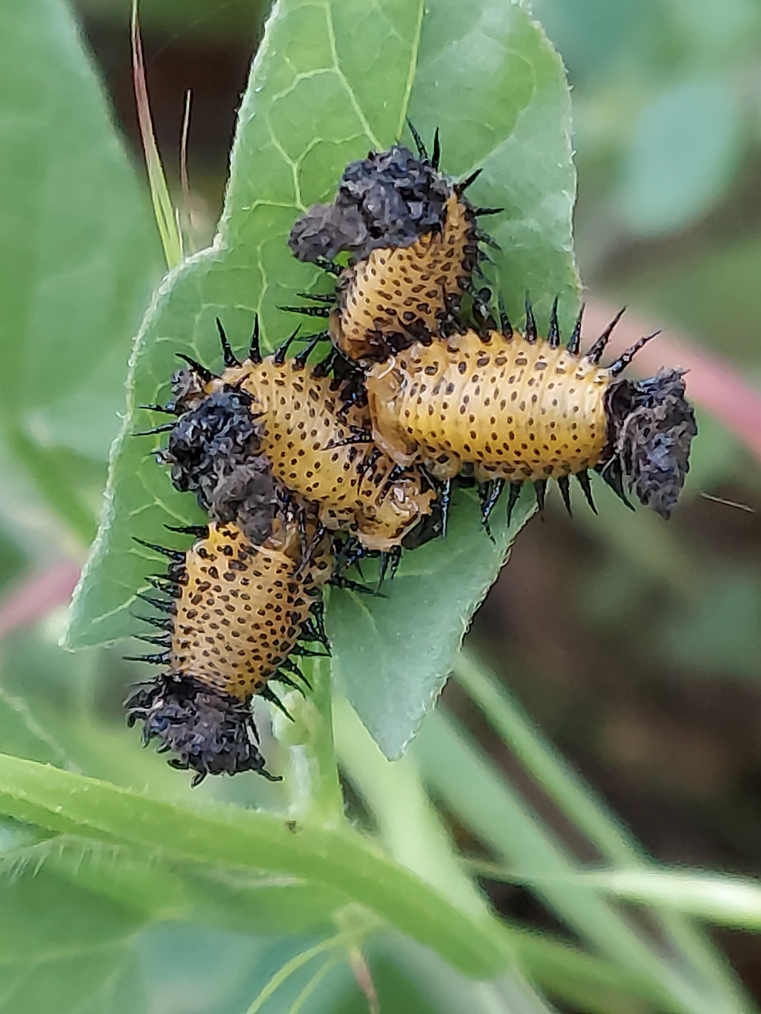 Chelymorpha cassidea (Fabricius, 1775)