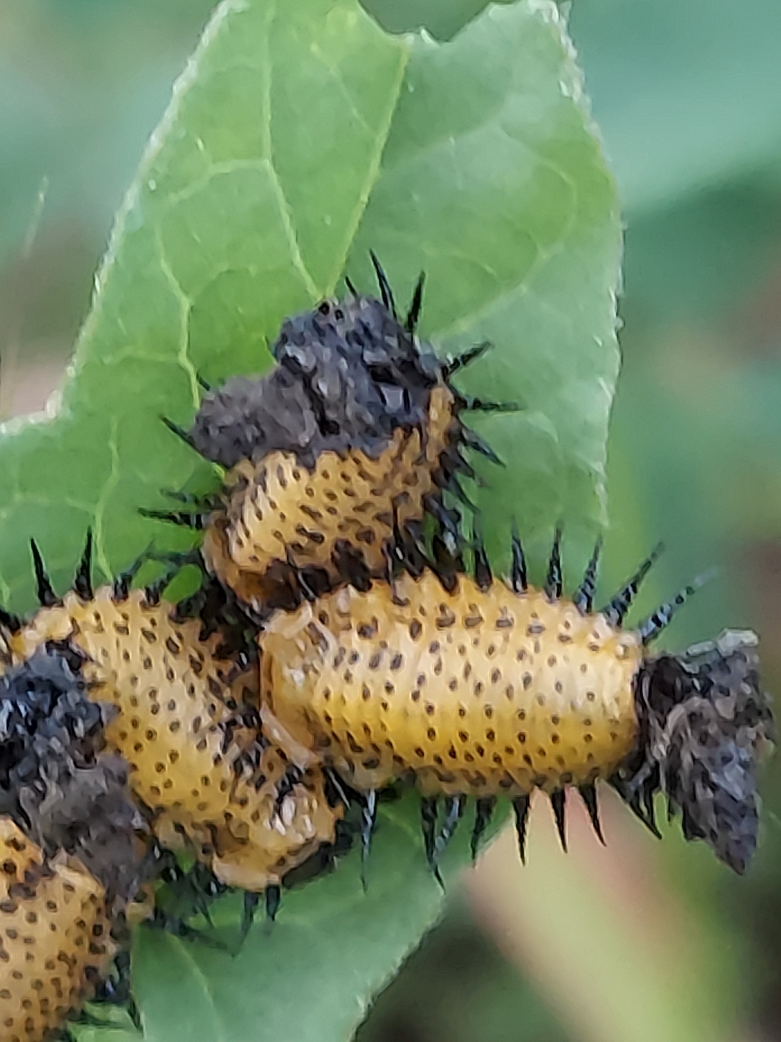 Chelymorpha cassidea (Fabricius, 1775)