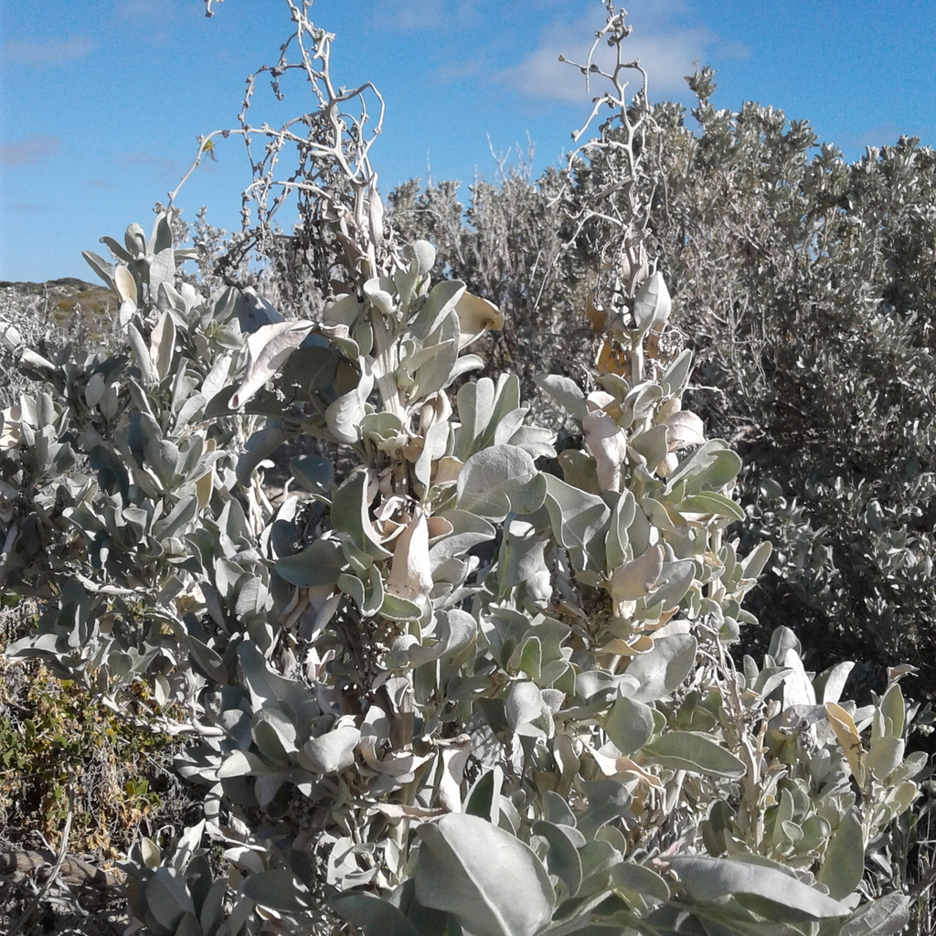 Atriplex isatidea from Oakajee WA 6532, Australia on November 18, 2018 ...