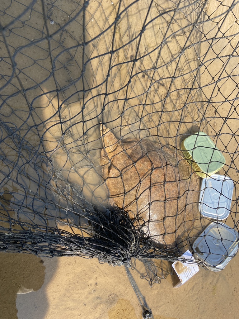 Smooth Softshell from Lake Texoma, Kingston, OK, US on May 24, 2023 at ...