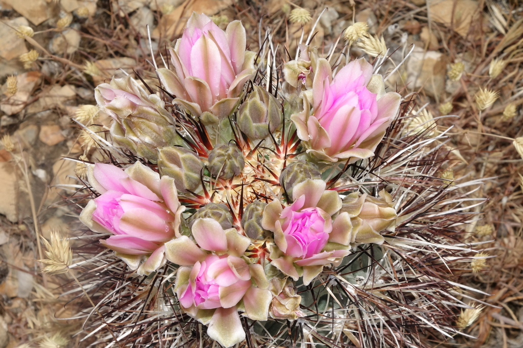 Colorado hookless cactus in May 2023 by FrontRangeWildflowers · iNaturalist