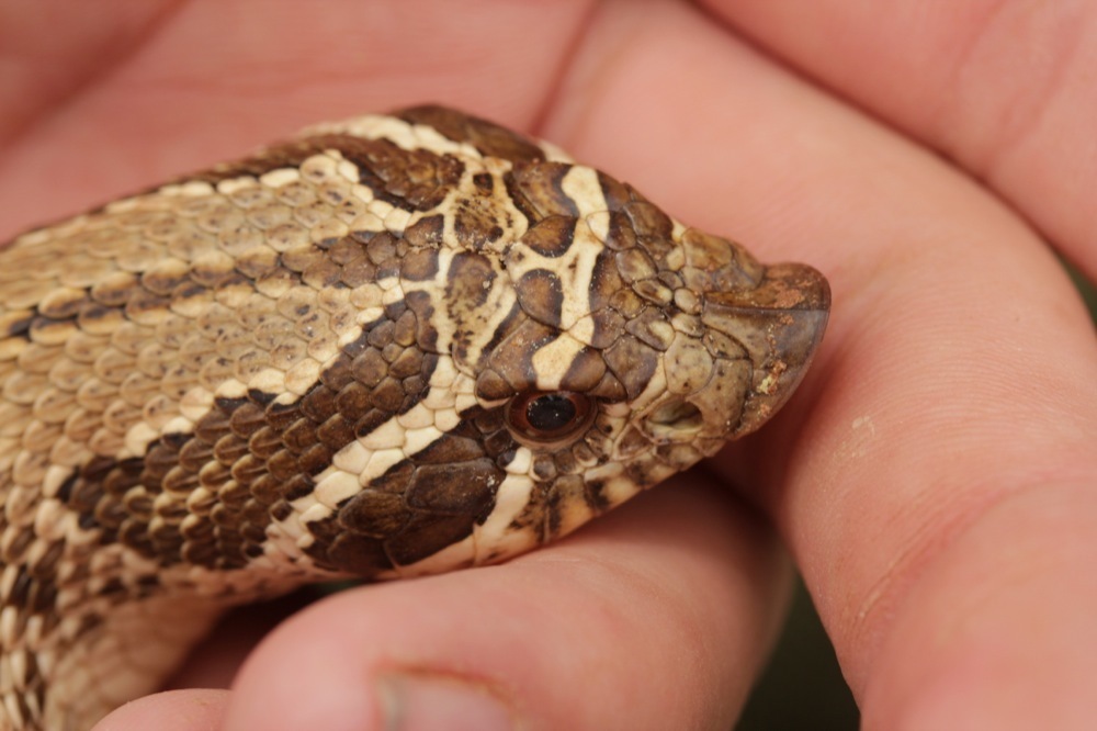 Plains Hognose Snake in May 2012 by Nathan Taylor. Hognosed snakes are ...