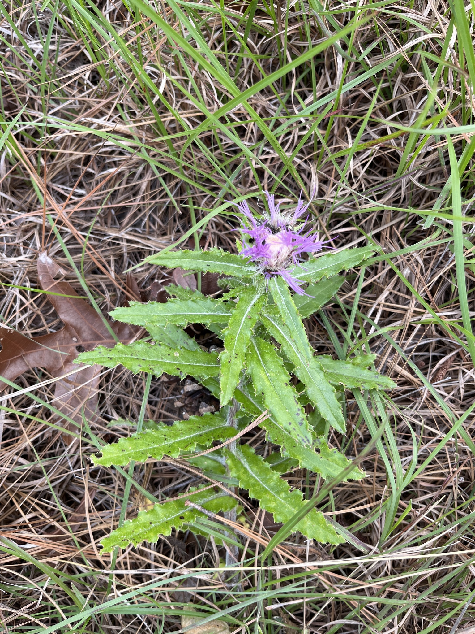 Cirsium repandum Michx.