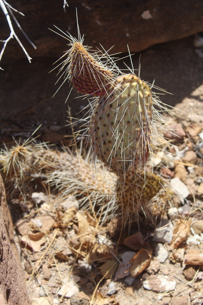 comondu cactus from Loreto, B.C.S., México on May 13, 2023 by Ana ...