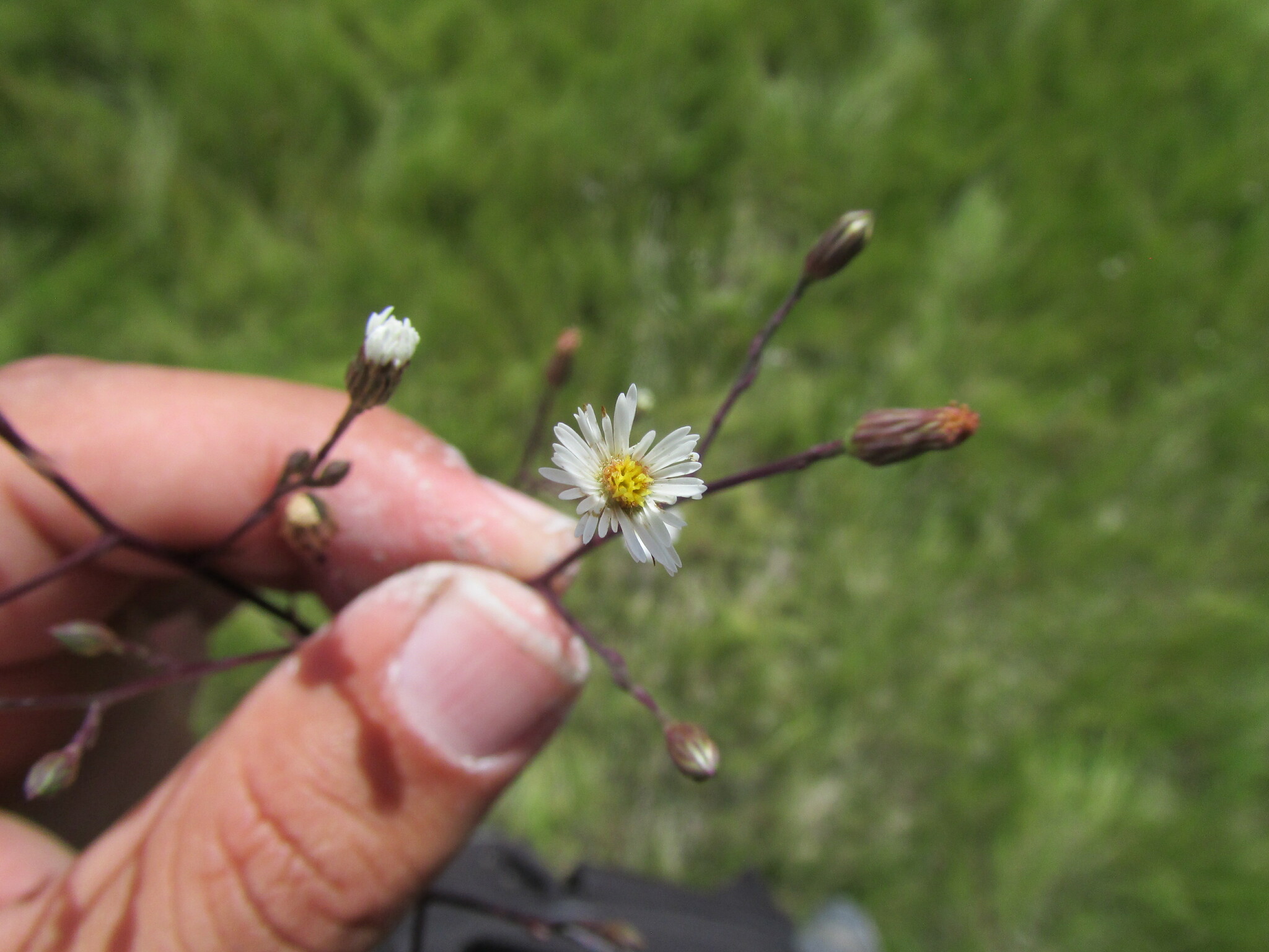 Symphyotrichum expansum (Poepp. ex Spreng.) G.L.Nesom