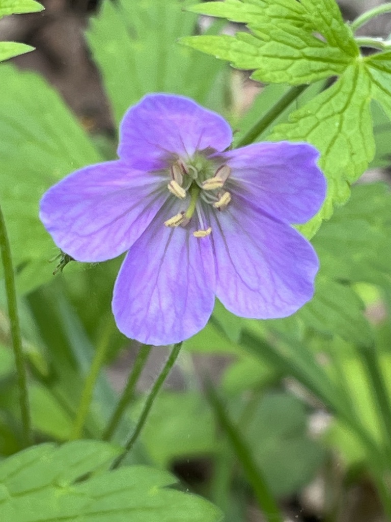 wild geranium from Milaca, MN, US on May 24, 2023 at 11:49 AM by ...