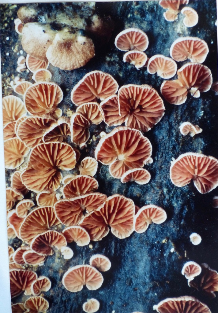 Crepidotus innuopurpureus from mary cairncross on February 27, 1996 by ...