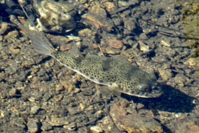 Common Toadfish from Narooma NSW 2546, Australia on May 24, 2023 at 01: ...