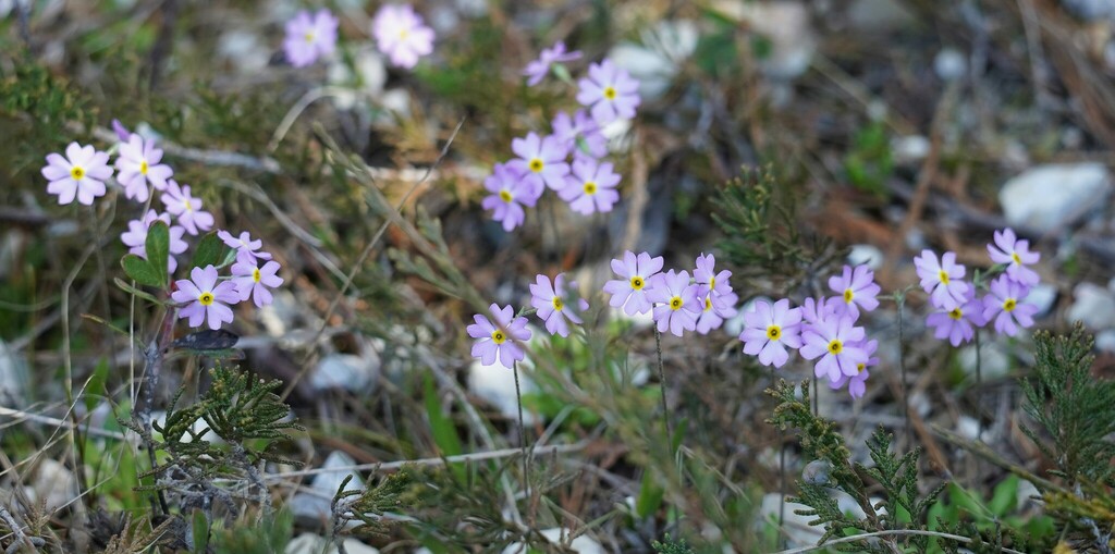 Mistassini Primrose from Bois Blanc Township, MI 49775, USA on May 24 ...
