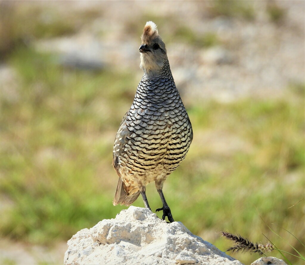 Scaled Quail from Arteaga, Coah., México on May 24, 2023 at 09:44 AM by ...