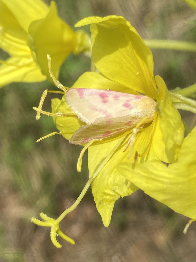 Primrose Moth from David Fort Rd, Argyle, TX, US on May 24, 2023 at 10: ...