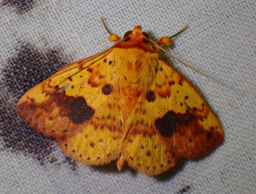 Xanthostha xantharia · iNaturalist