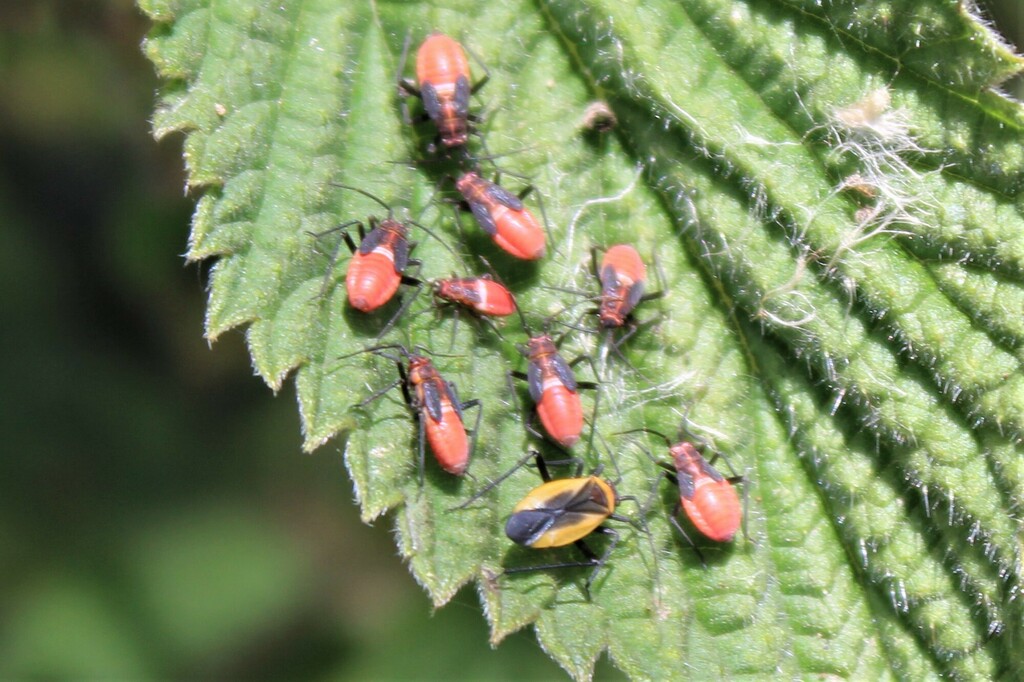 Scarlet Plant Bugs from Coast Trail, California, USA on May 22, 2023 at ...