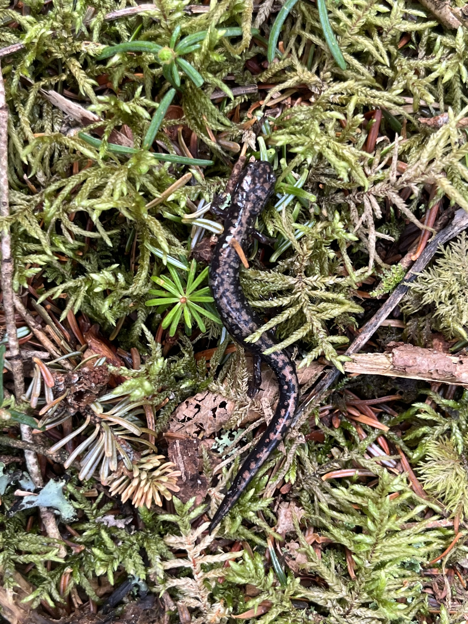 Plethodon welleri Walker, 1931