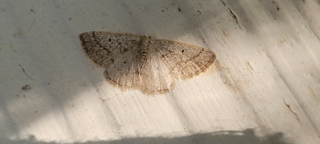 Gray Spring Moth from Garrett County, MD, USA on May 19, 2023 at 07:18 ...