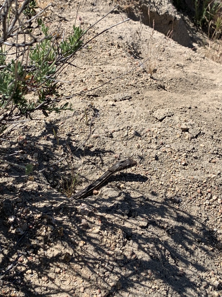 Striped Racer from Tecate, Baja California, Mexico on May 23, 2023 at ...