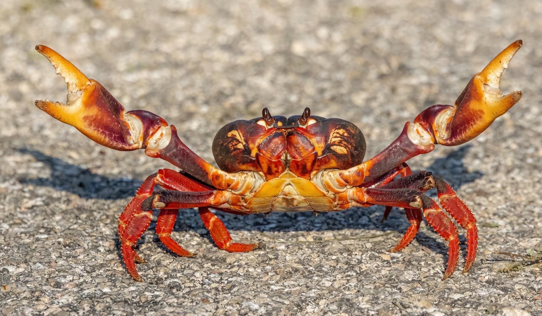 Gecarcinus ruricola (Linnaeus, 1758)