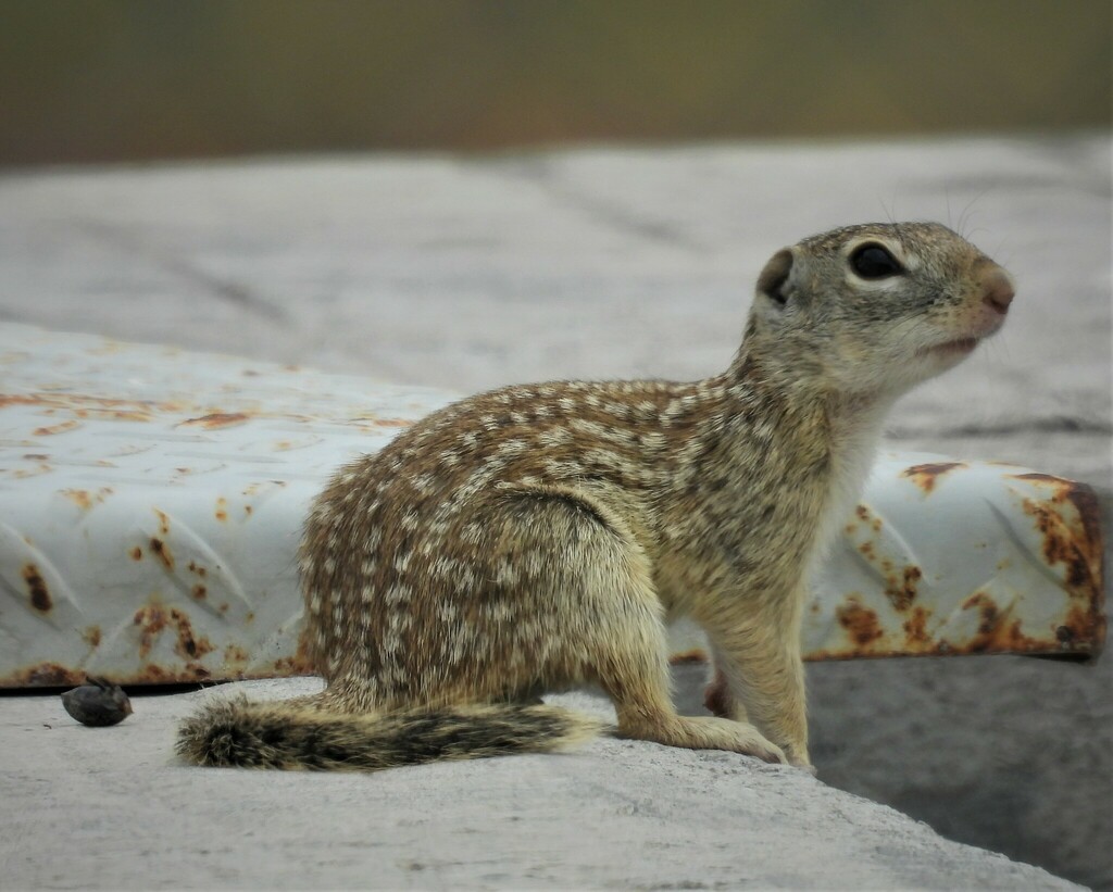 Spotted Ground Squirrel from Las Glorias, Arteaga, Coah., México on May 13, 2023 at 02:29 PM by ...