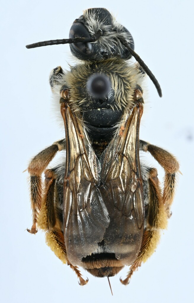 Eucera from 中国湖北省武汉市洪山区 on April 20, 2023 at 03:58 PM by hilyshao ...