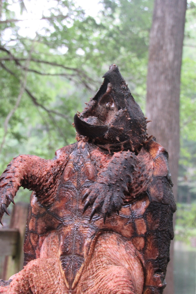 Suwannee Alligator Snapping Turtle in May 2023 by Abby Hastings. Santa ...