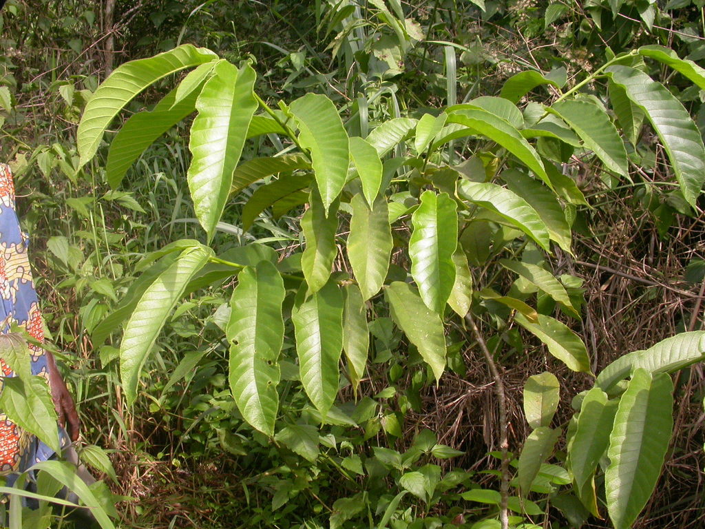 Iroko (Milicia excelsa) - Botanical Realm