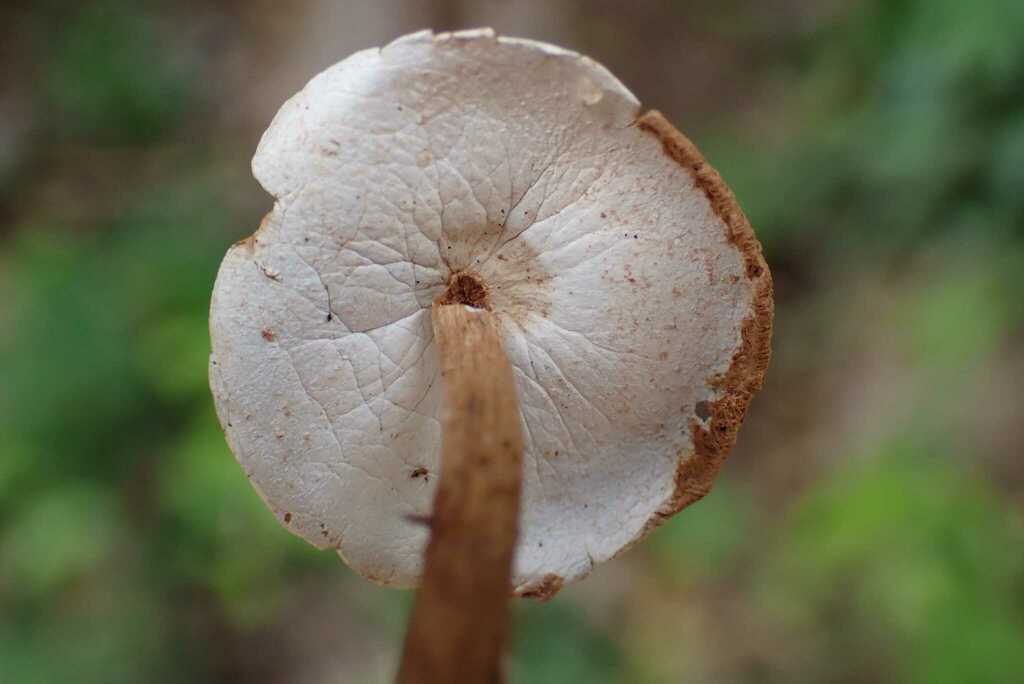red-staining stalked polypore from Zona Braza, Zavala, Mozambique on ...