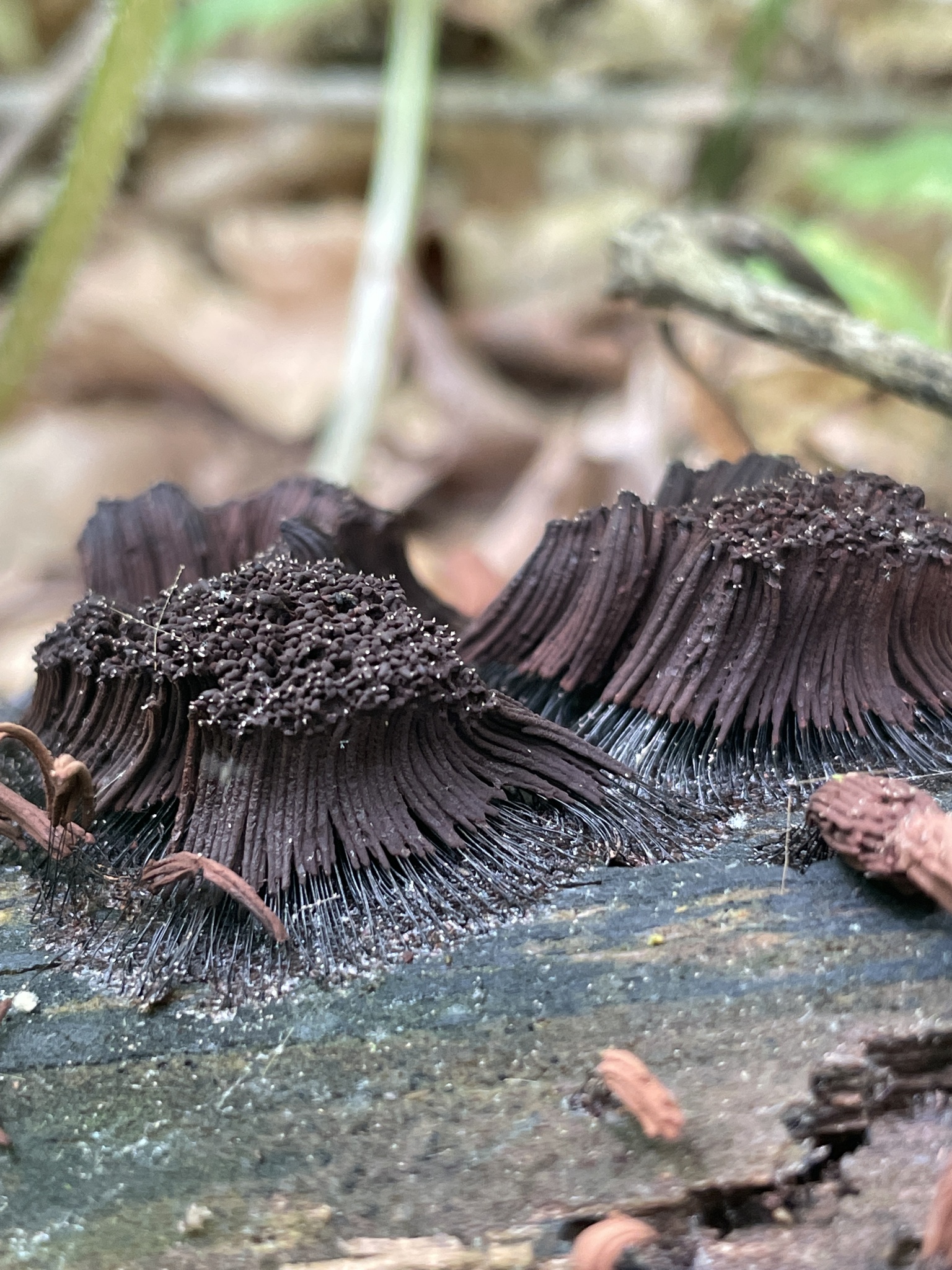 Stemonitis splendens Rostaf., 1874
