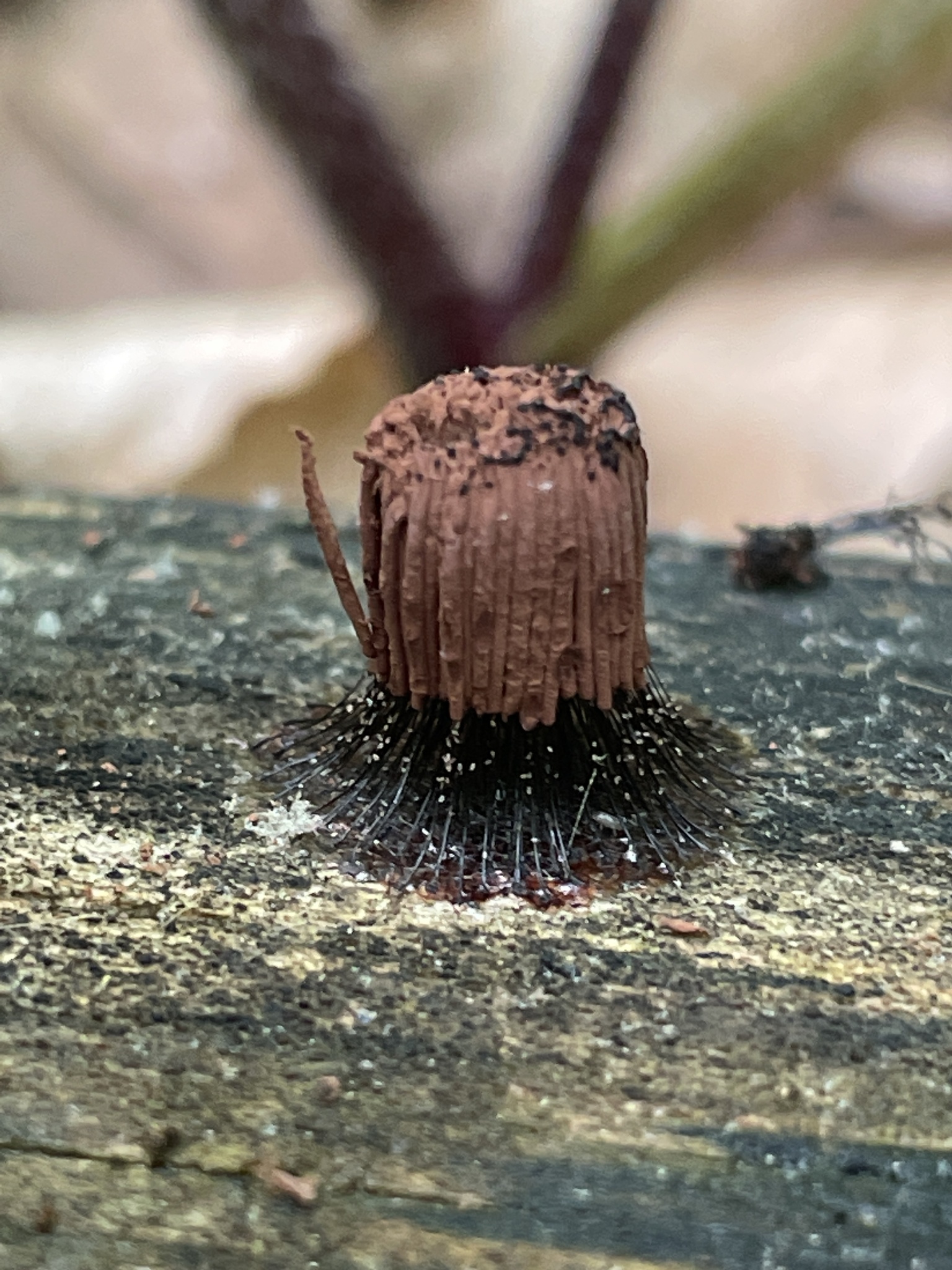 Stemonitis splendens Rostaf., 1874