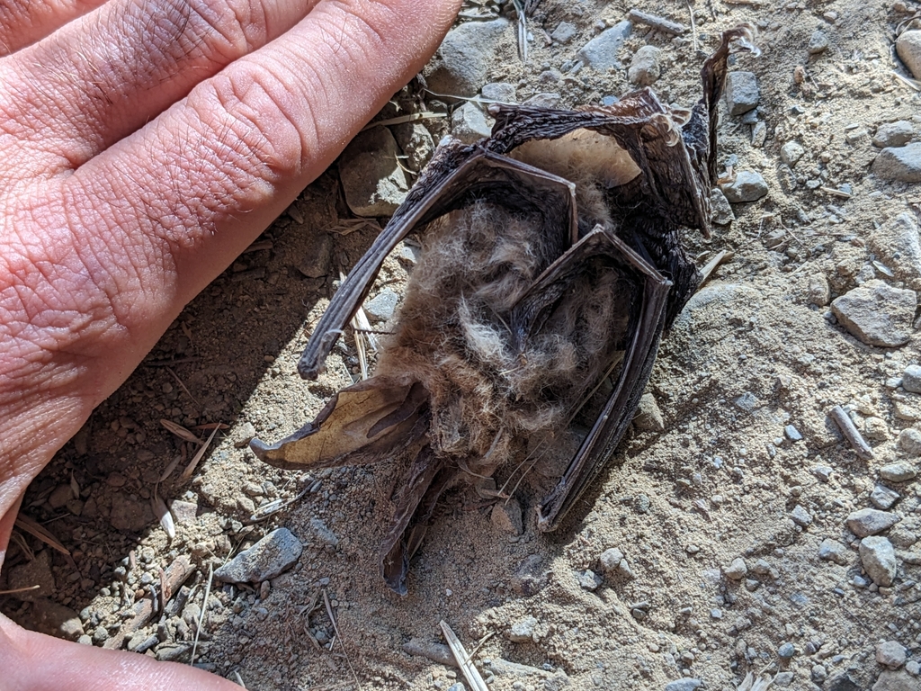 Townsend's Big-eared Bat from Cupertino, CA 95014, USA on May 24, 2023 ...