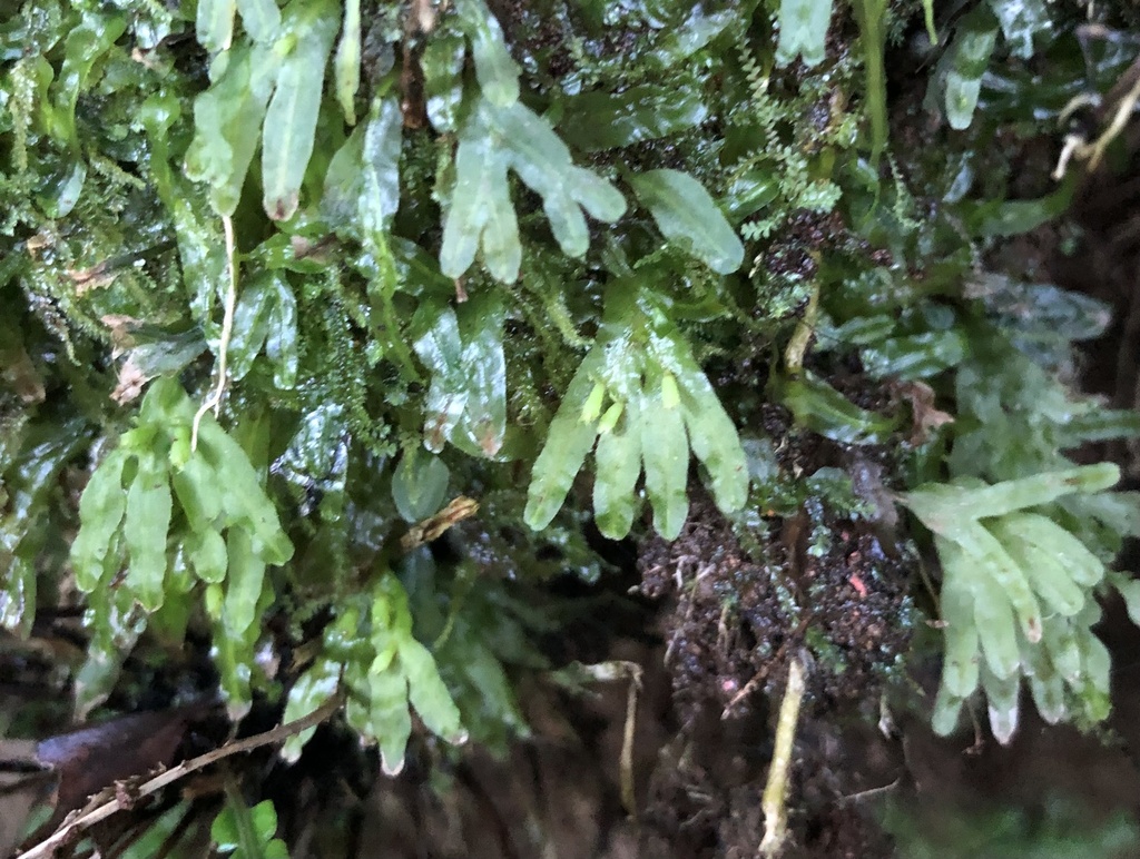Symphyogyna hymenophyllum from Te Ika-a-Māui/North Island, New Plymouth ...