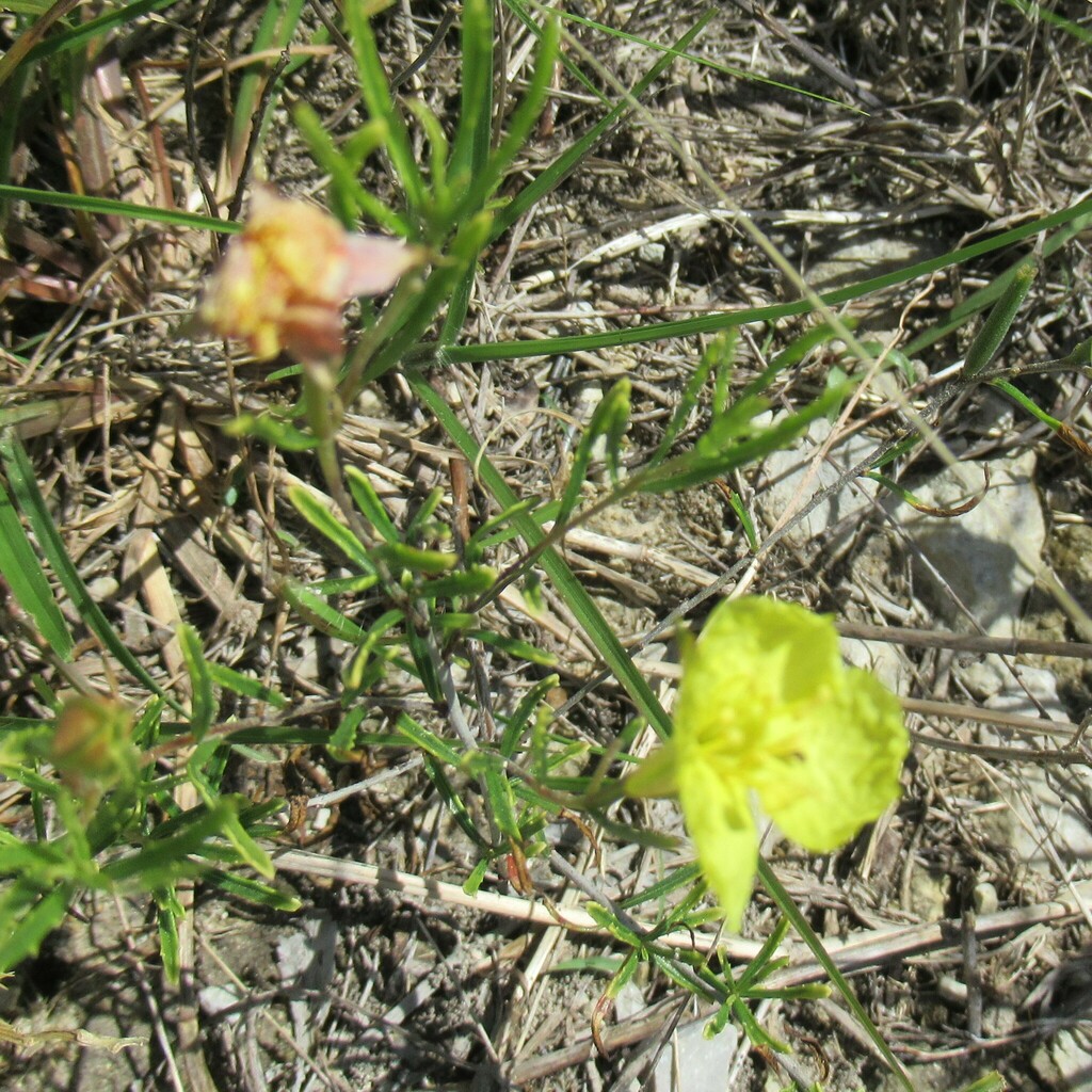 Berlandier's sundrops from Powderhorn WMA, Calhoun County, TX, USA on ...