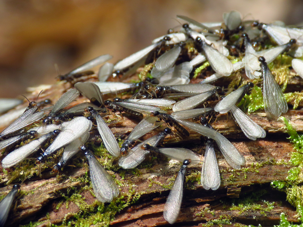 Eastern Subterranean Termite from Great Smoky Mountains National Park ...