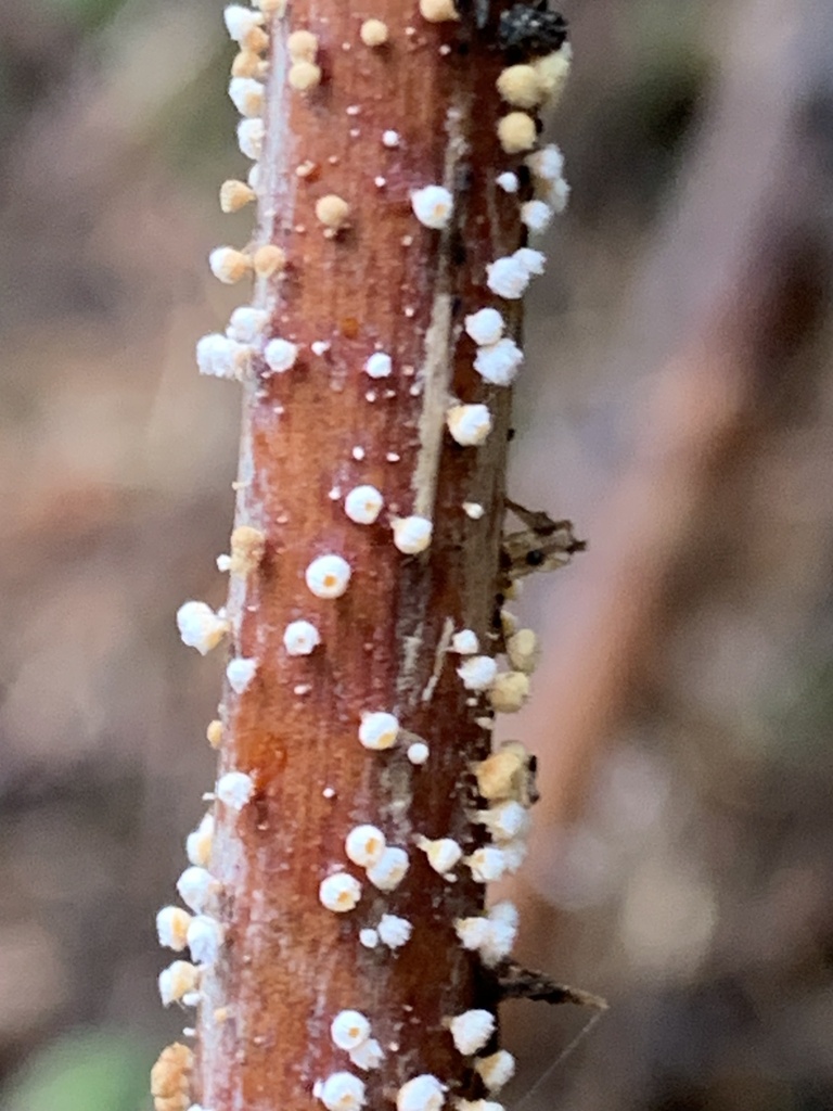 Capitotricha rubi in May 2023 by Drew Parker. On Rubus parviflorus ...