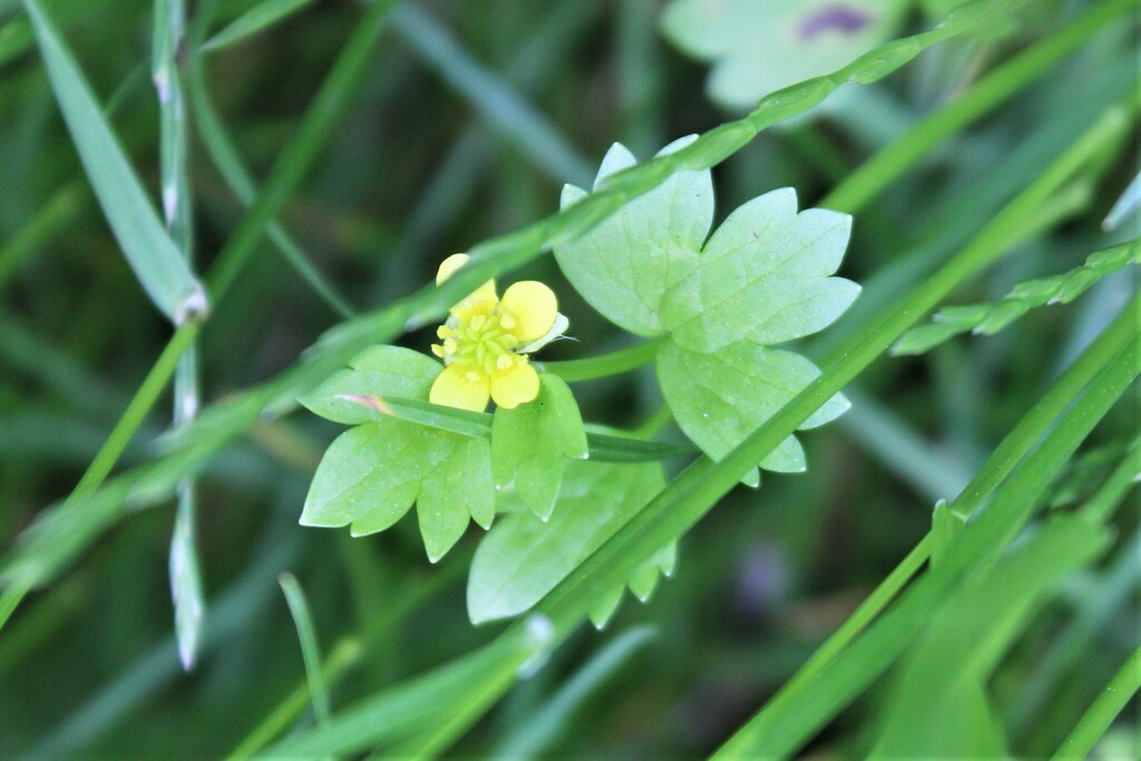 Rough-fruited buttercup from Coast Trail, California, USA on May 22 ...