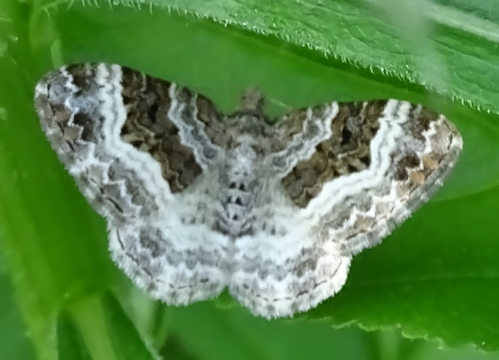 Common Carpet (Buxton Day Flying Moths) · BioDiversity4All