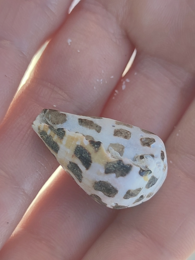 Black-and-white Cone Snail from British Indian Ocean Territory on May ...