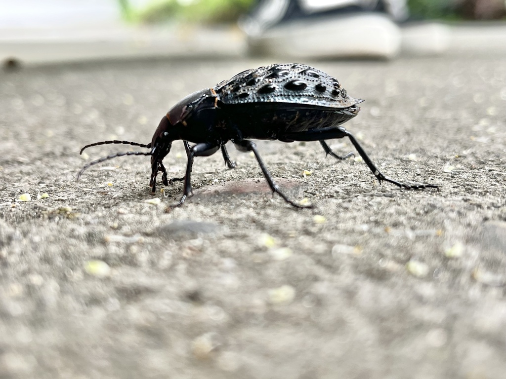 Carabus pustulifer from Emeishan, Leshan, Sichuan, CN on May 25, 2023 ...