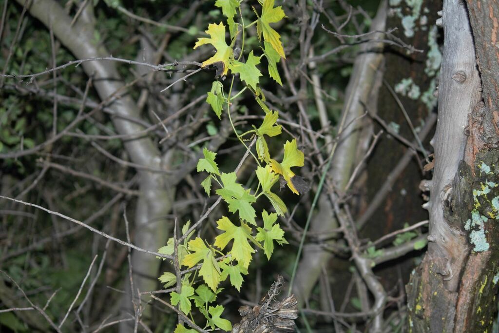 gourd family from West Rand District Municipality, South Africa on ...