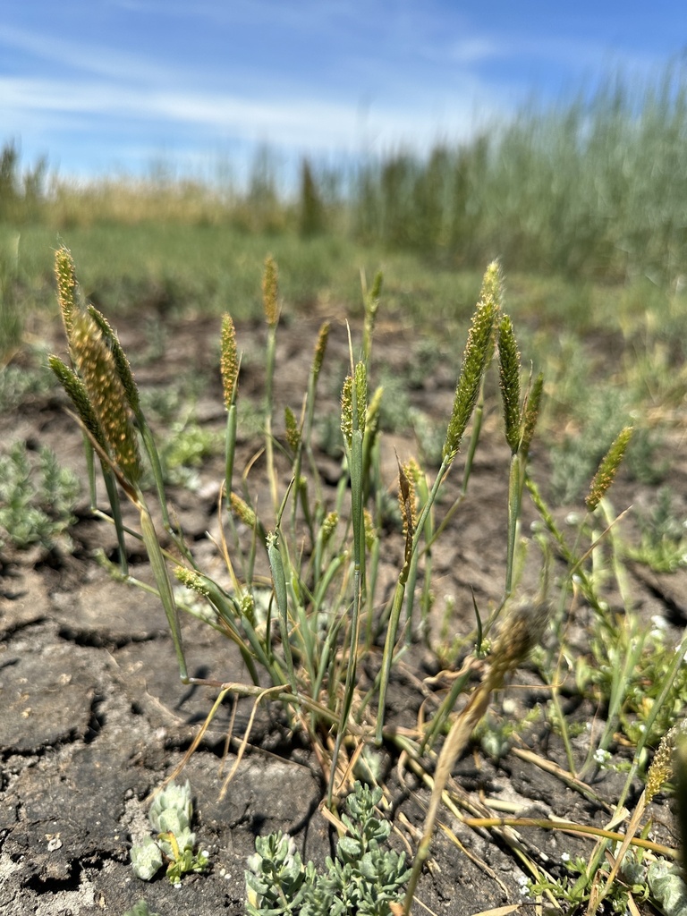 Pacific foxtail from Alameda, California, United States on May 21, 2023 ...