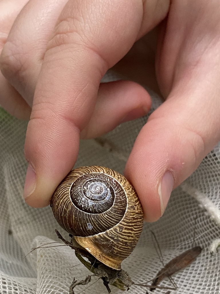 Oregon forestsnail in May 2023 by Chris Folsom · iNaturalist