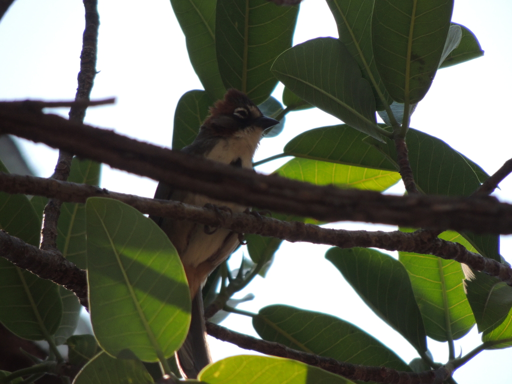 Rusty-crowned Ground-Sparrow from Yecapixtla, Mor., México on April 11 ...