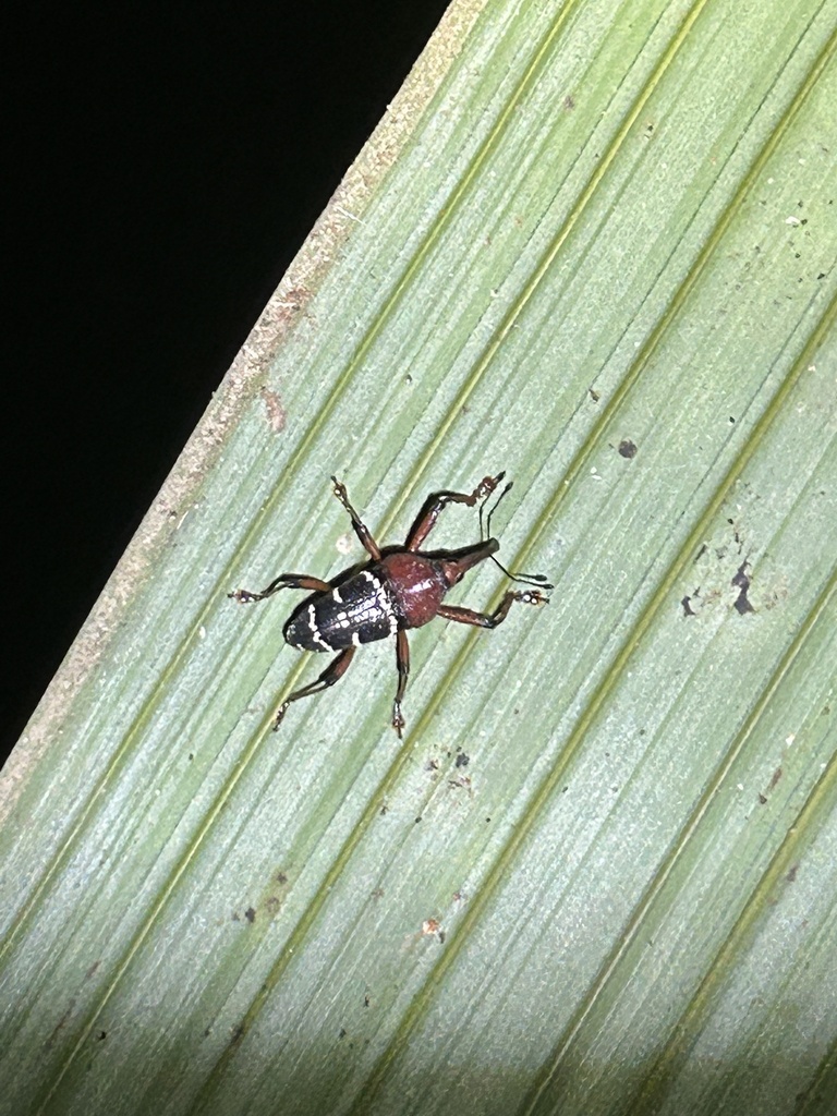 Cholus nevermanni from Ces, Sarapiqui, Heredia, CR on May 24, 2023 at ...