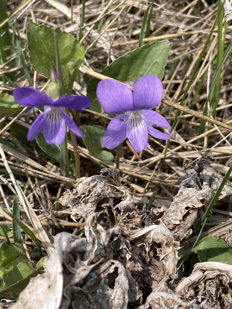 common blue violet in May 2023 by christian_nunes · iNaturalist