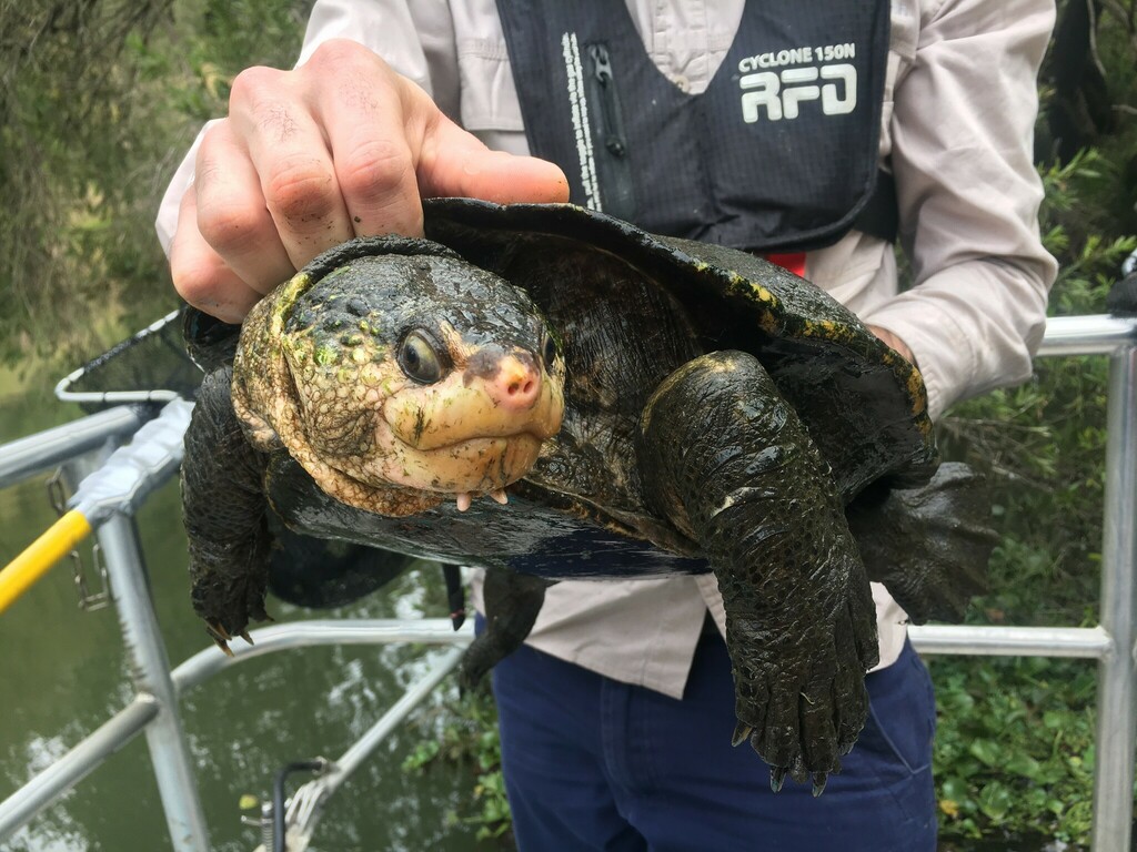 White-throated Snapping Turtle from Fernvale QLD 4306, Australia on ...