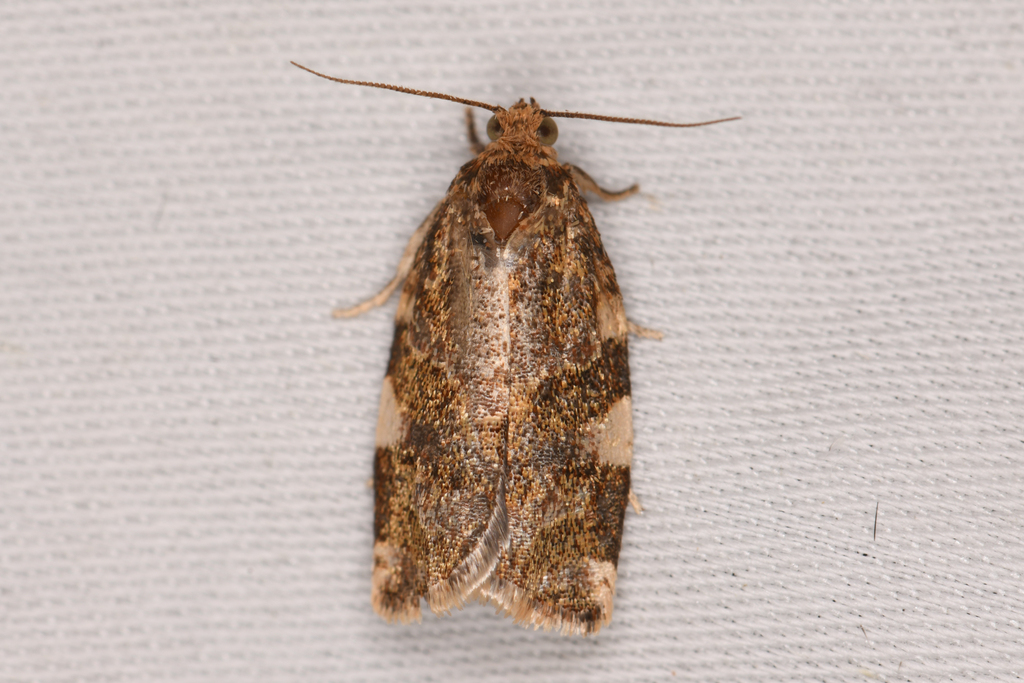 Archips from Monterey County, CA, USA on May 20, 2023 at 04:28 AM by ...