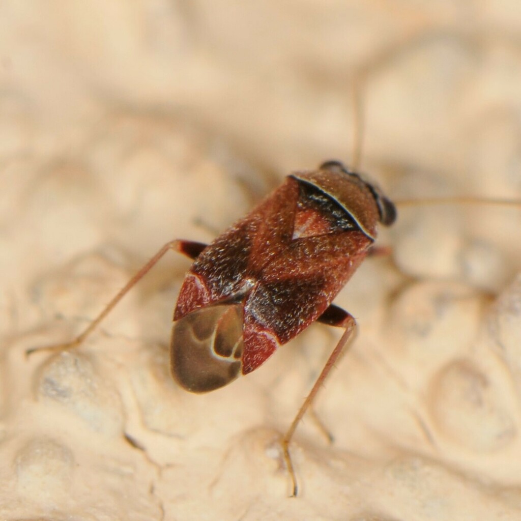 Plant Bugs in May 2023 by Elliott Gordon · iNaturalist